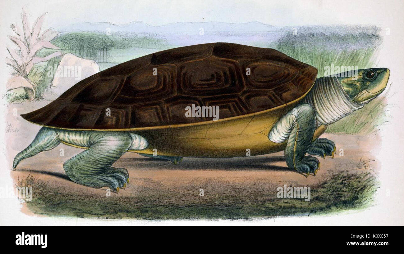 Batagur baska hi-res stock photography and images - Alamy