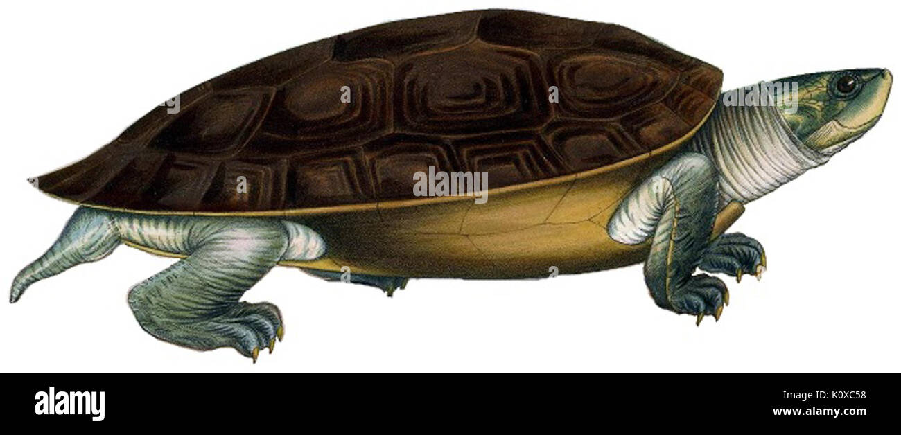 Batagur baska white background Stock Photo - Alamy