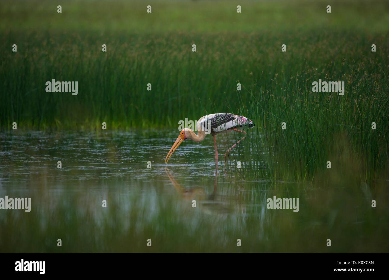 Fish in beaks hi-res stock photography and images - Alamy