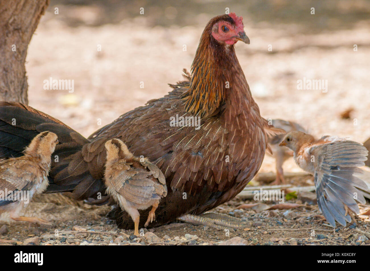 Animals in Margarita Island Stock Photo - Alamy