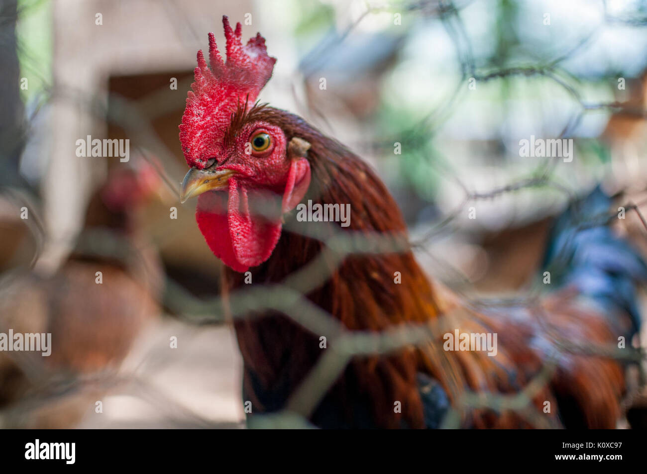 Adult chicken in a cage Stock Photo - Alamy