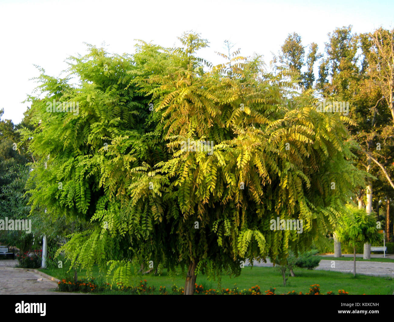 Tress illustration hi-res stock photography and images - Alamy