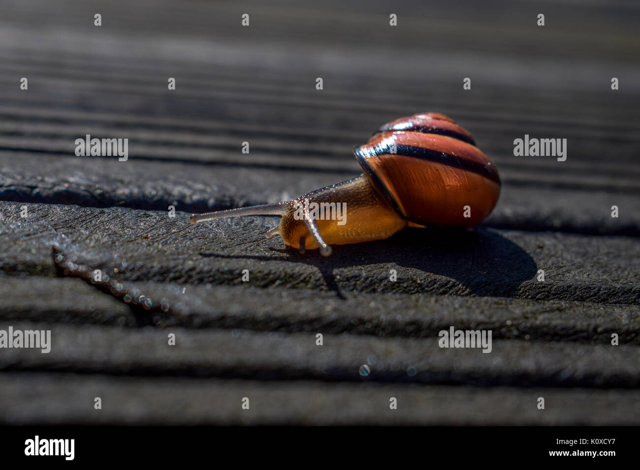 Snail close up Stock Photo - Alamy