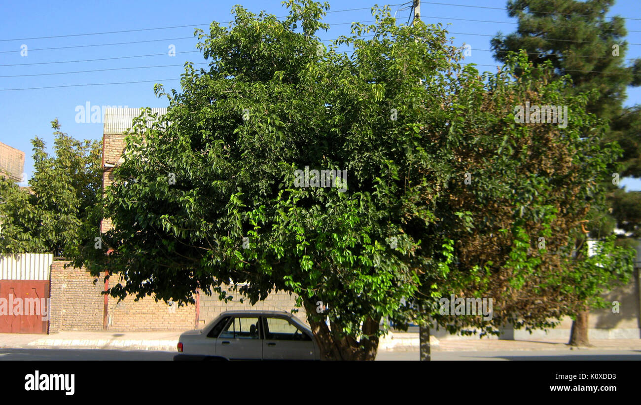 Alone tree and car alley in 17 Shahrivar st Nishapur 5 Stock Photo - Alamy