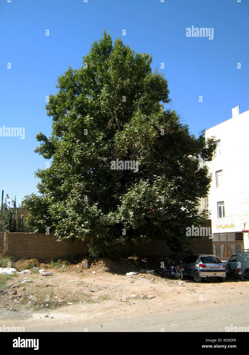 Molla sadra hi-res stock photography and images - Alamy