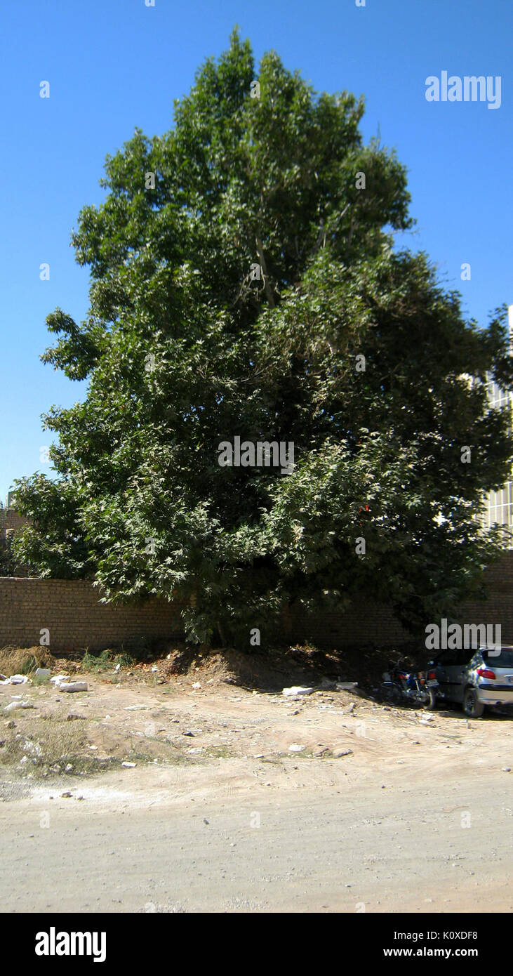 Molla sadra hi-res stock photography and images - Alamy