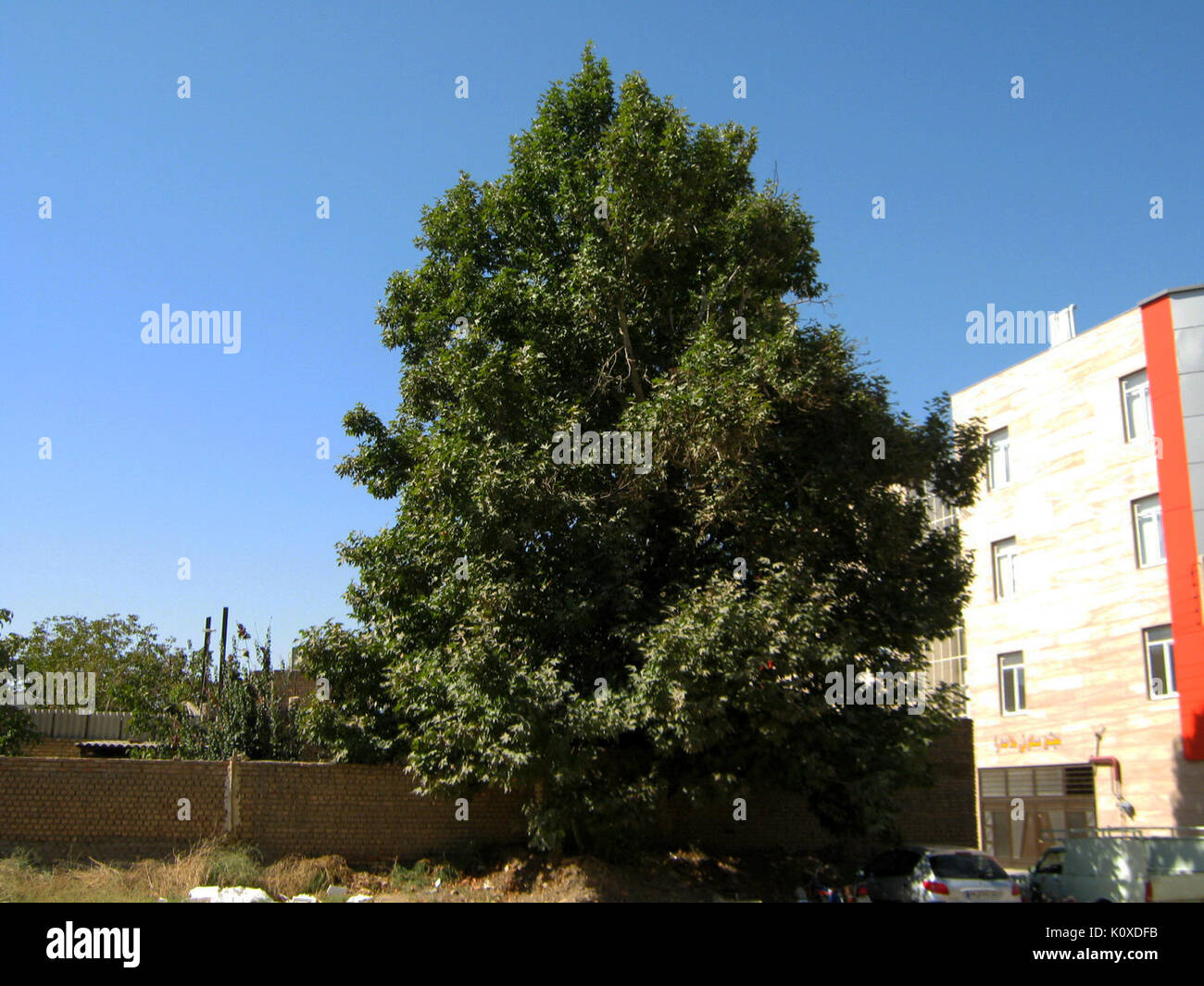 Molla sadra hi-res stock photography and images - Alamy
