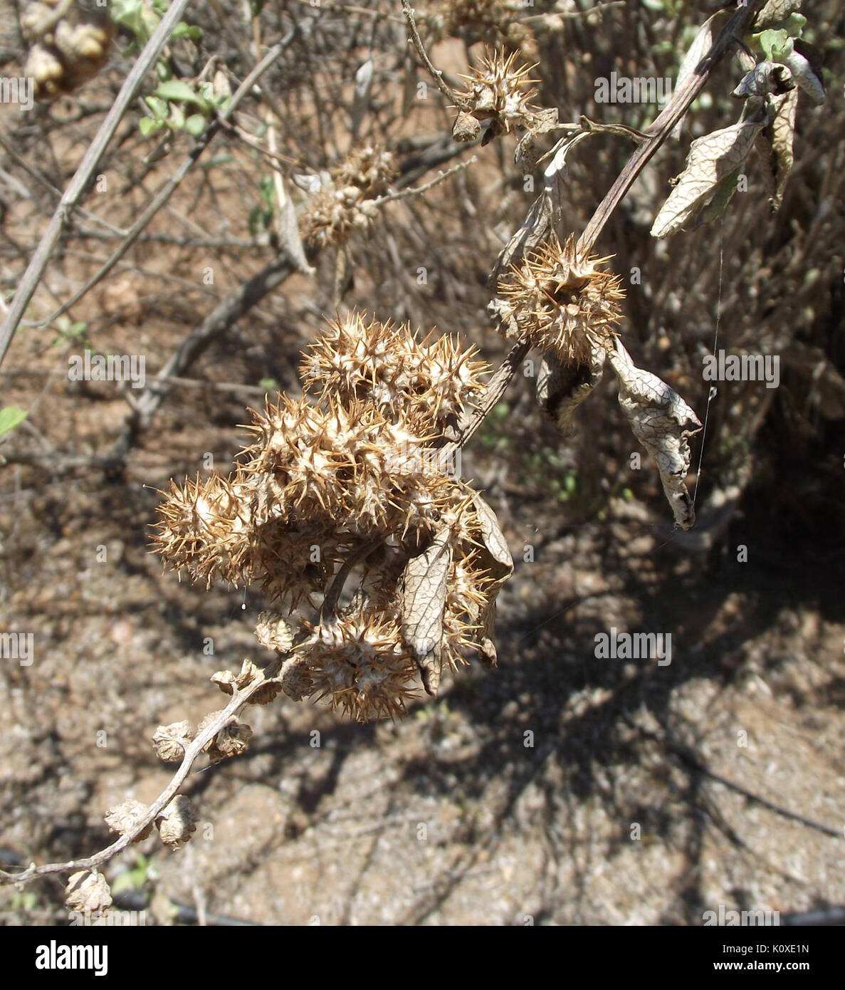 Ambrosia plant hi-res stock photography and images - Alamy