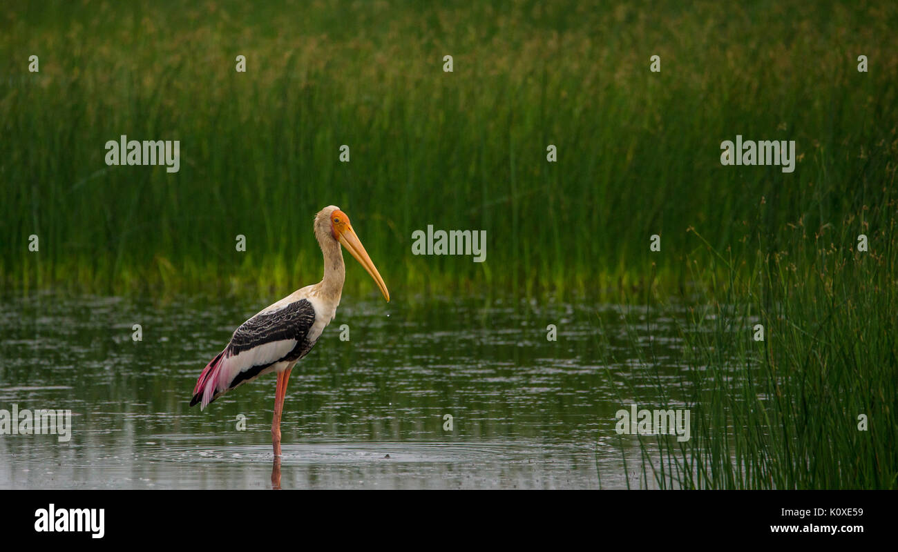 A drop of water falling from the beaks of a Painted Stork, while ...