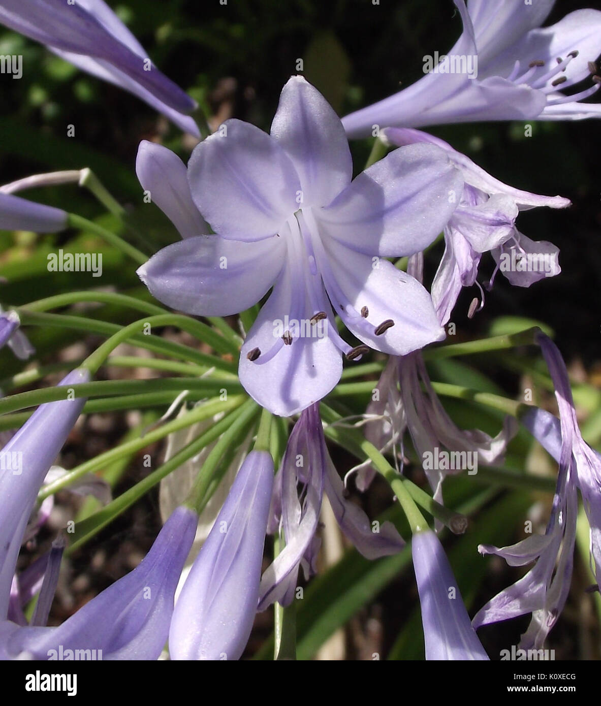 Agapanthus africanus 'Blue' Stock Photo - Alamy