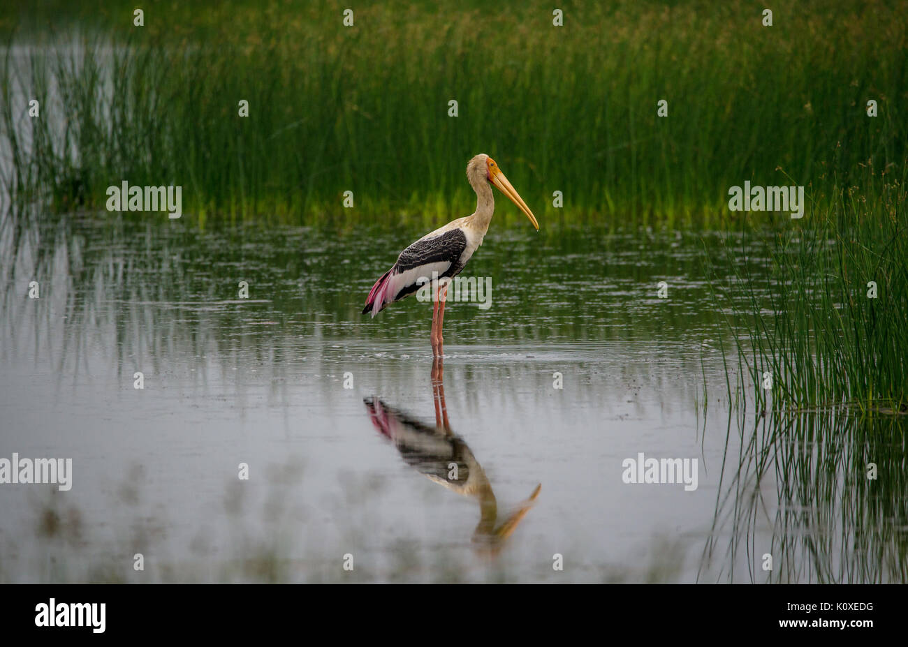 White stork on water hi-res stock photography and images - Alamy