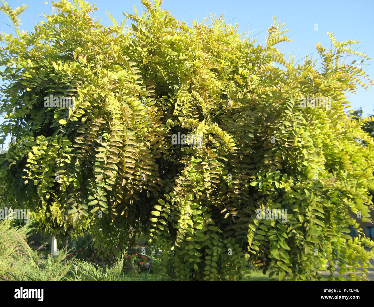 Tree 011 hi-res stock photography and images - Alamy