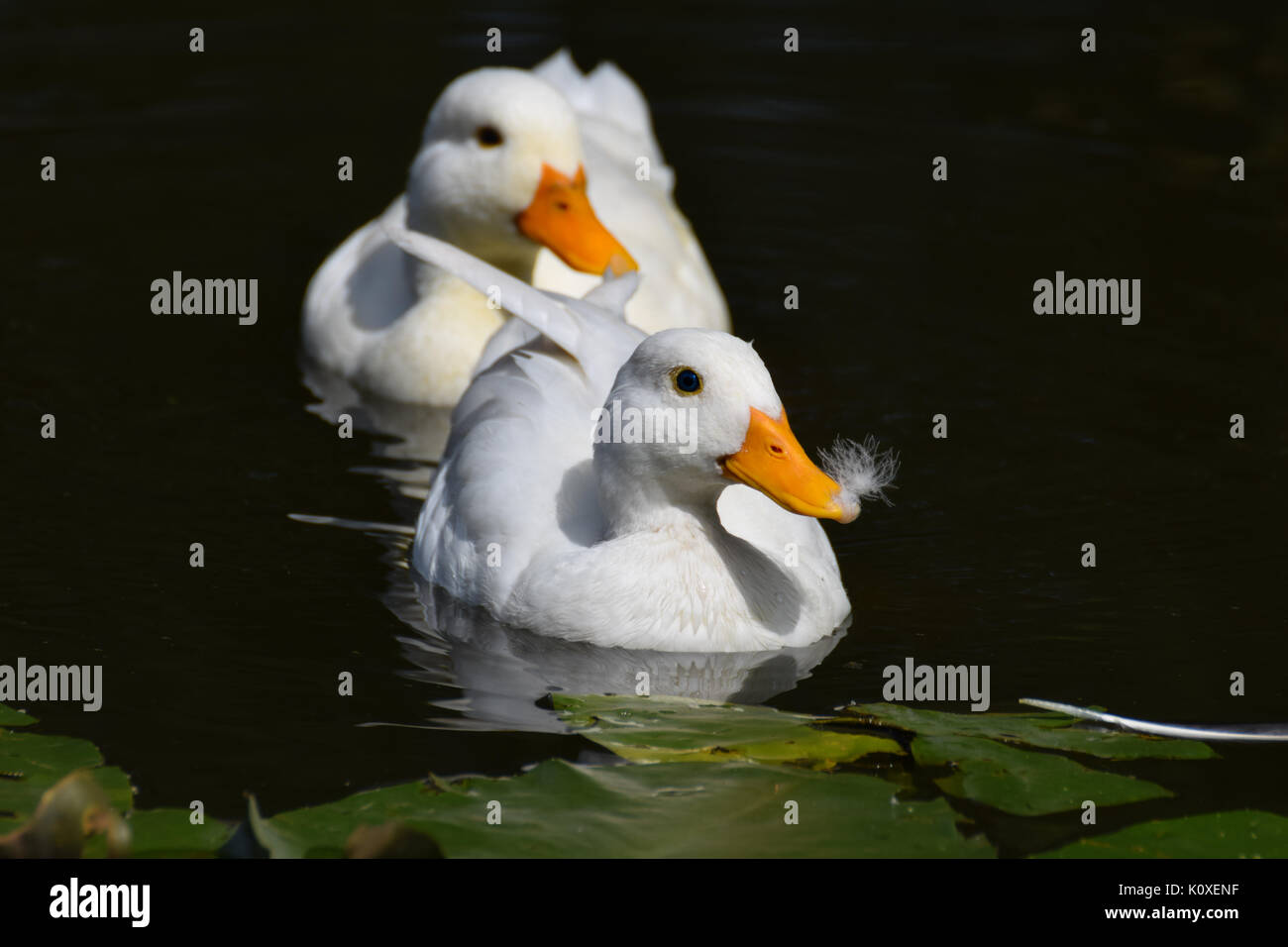 Swimming white ducks Stock Photo - Alamy