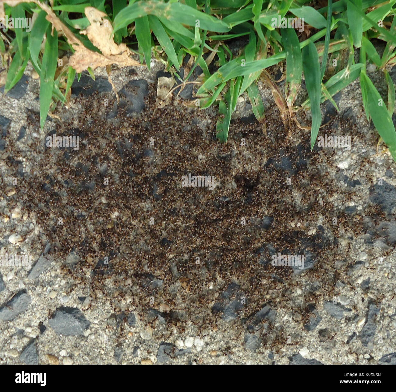 Ants on a sidewalk near grass in New Jersey Stock Photo - Alamy