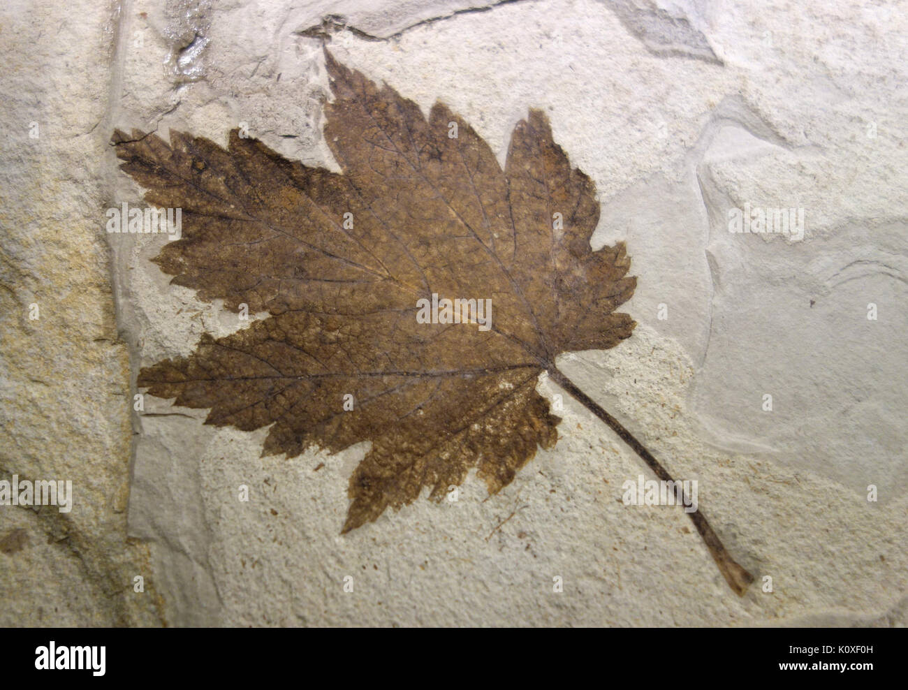 Acer subukurunduense (fossil leaf) National Museum of Nature and ...