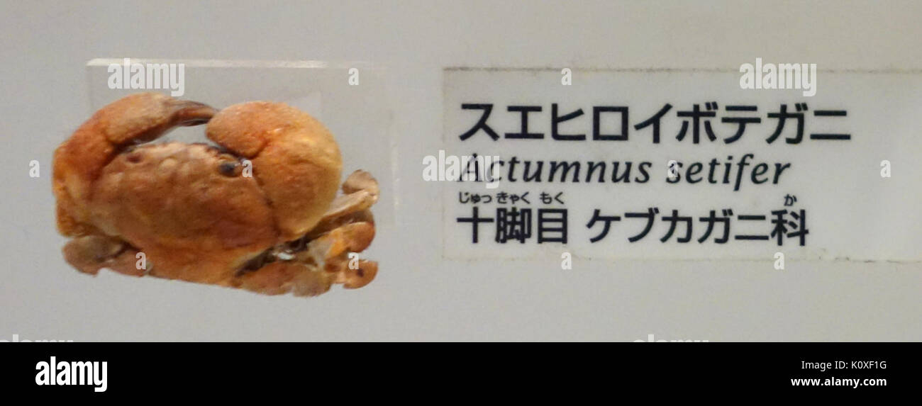 Setifer hi-res stock photography and images - Alamy