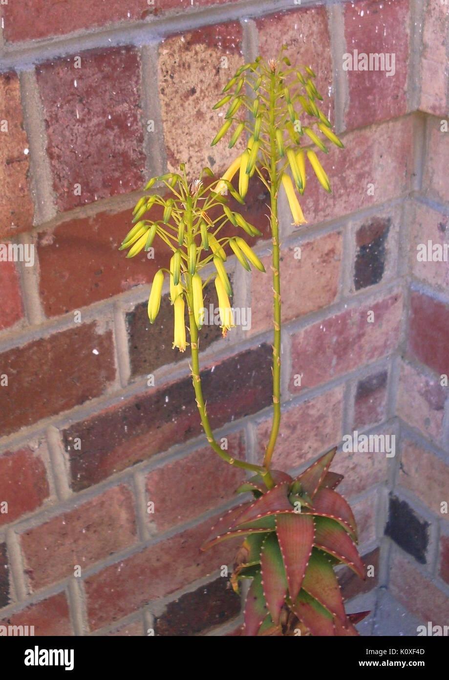 Uses for aloe vera hi-res stock photography and images - Alamy