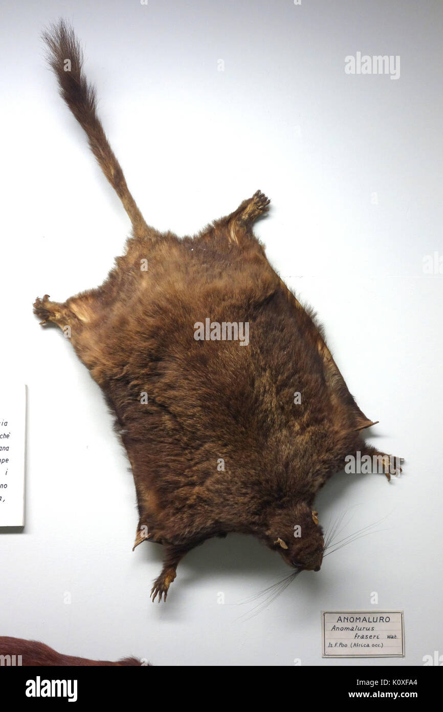 Anomalurus derbianus hi-res stock photography and images - Alamy