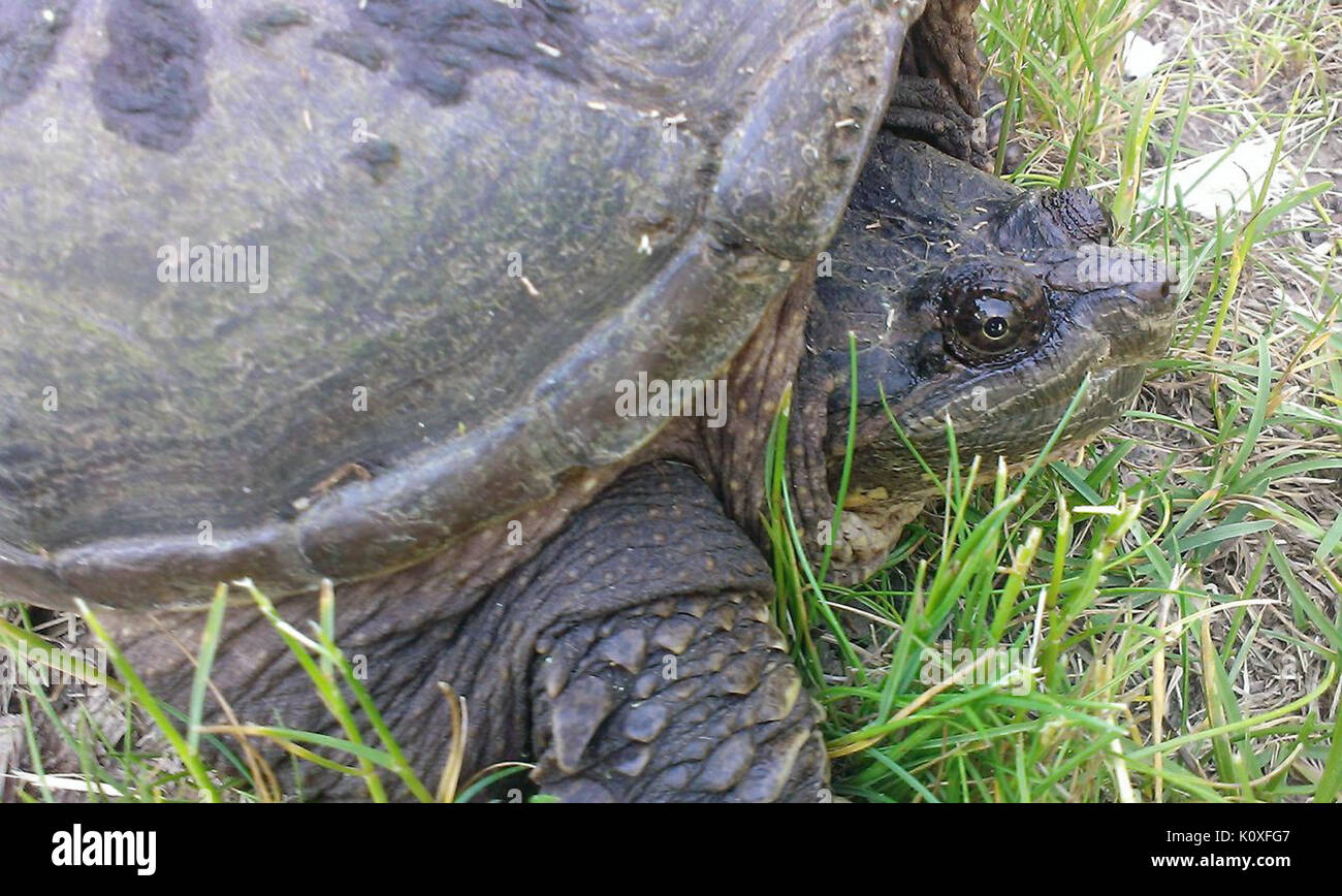 Adult Common Snapping Turtle Stock Photo - Alamy