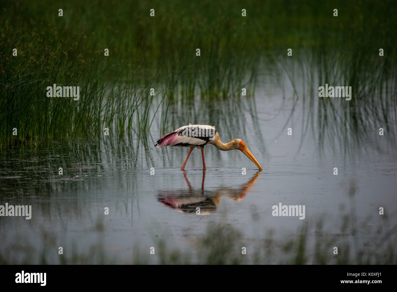 Stork bird eating in water hi-res stock photography and images - Alamy