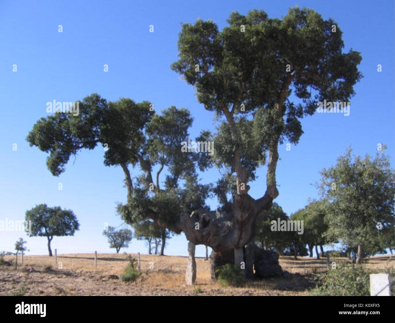 Alcornoque hi-res stock photography and images - Alamy