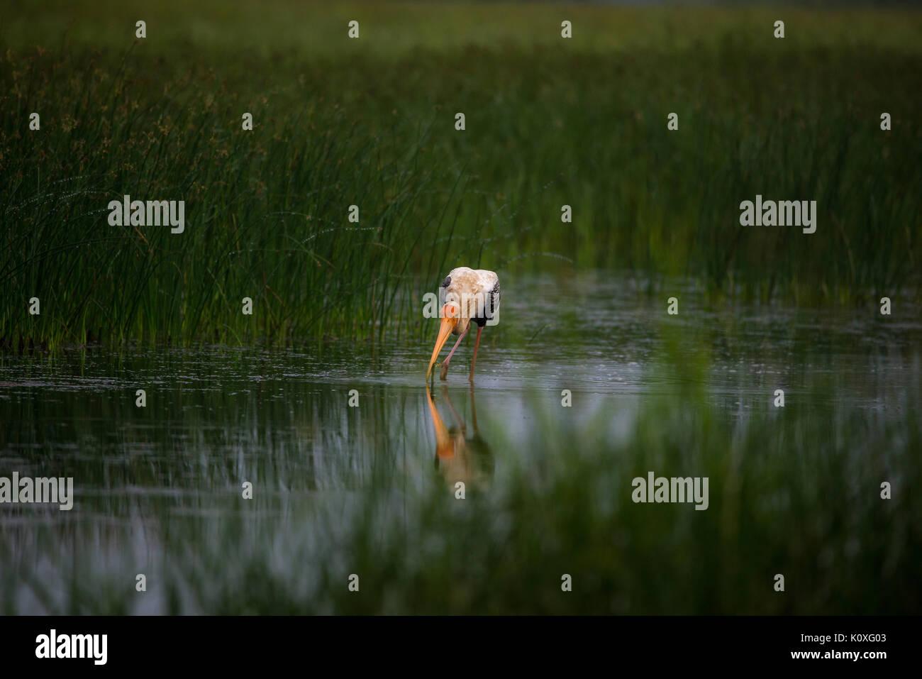 Stork bird eating in water hi-res stock photography and images - Alamy