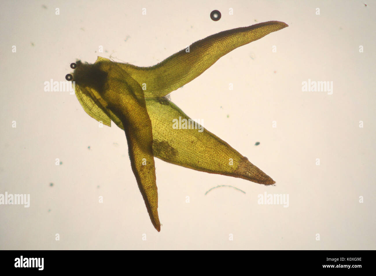 Andreaea rupestris hi-res stock photography and images - Alamy