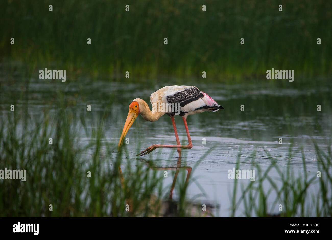 Painted stork in water hi-res stock photography and images - Alamy