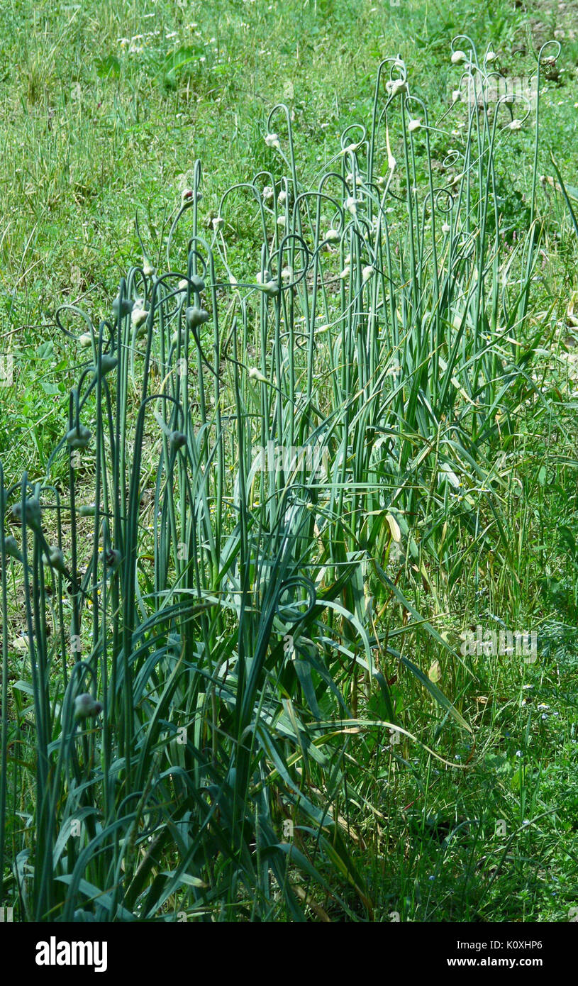 Allium sativum ophioscorodon hi-res stock photography and images - Alamy