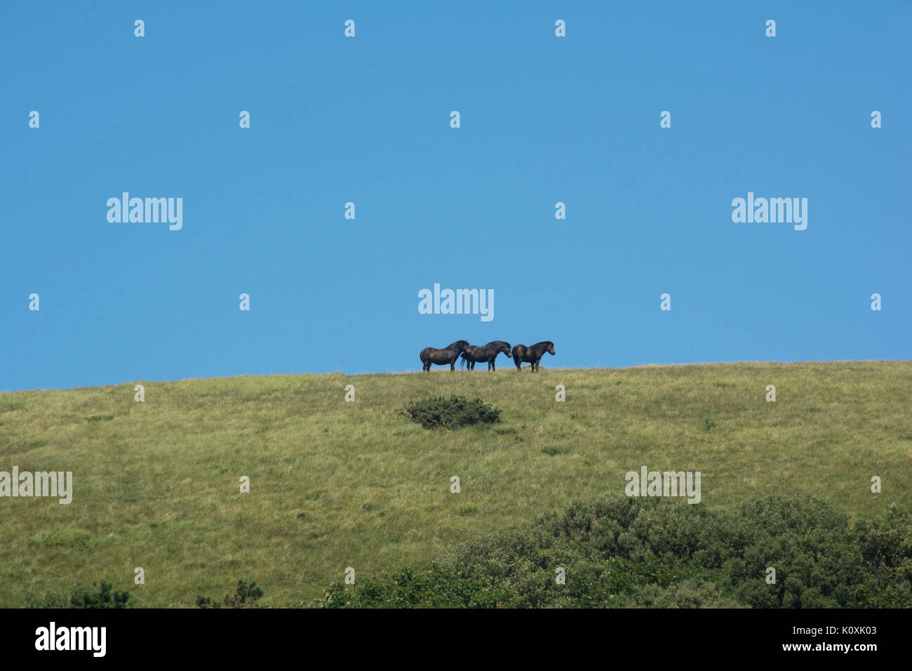 DORSET; WEST LULWORTH; 3 LONE HORSES ON BINDON HILL Stock Photo - Alamy