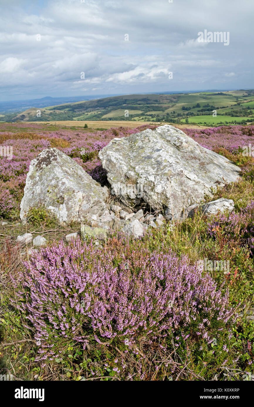 Heather on rocks hi-res stock photography and images - Alamy