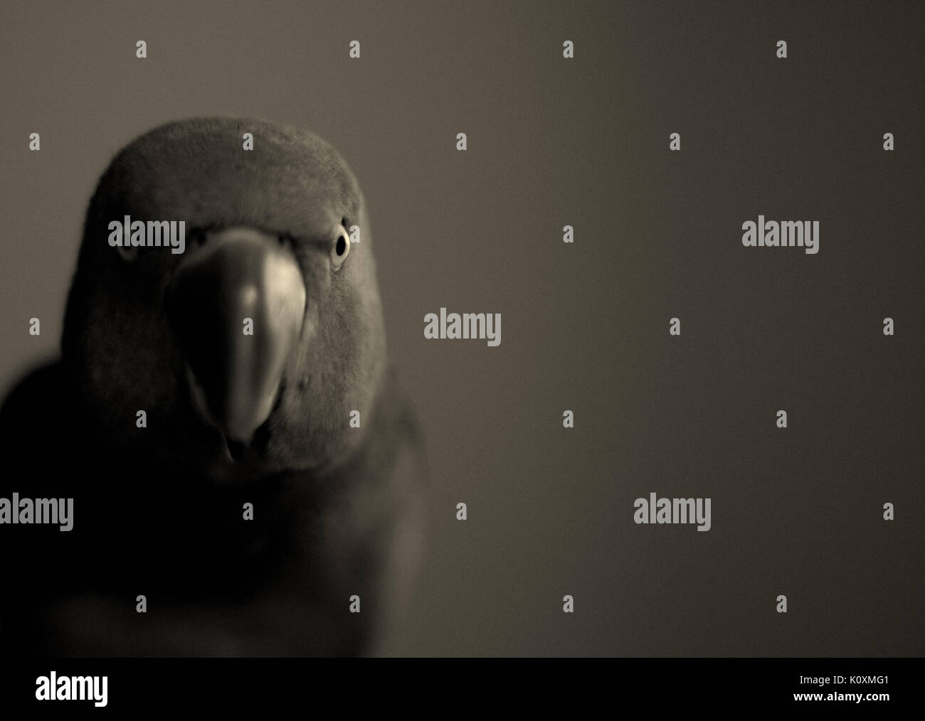 Deepfocus hi-res stock photography and images - Alamy