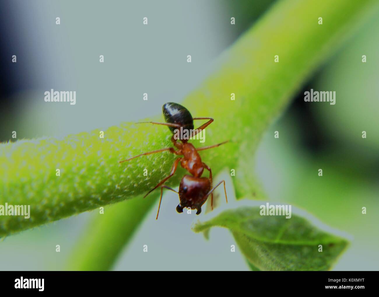 Weaver ant hi-res stock photography and images - Alamy