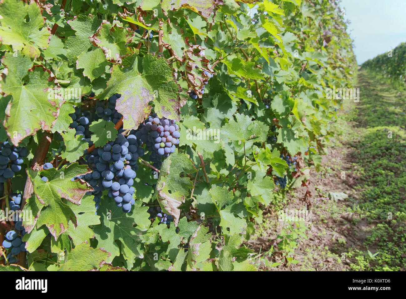 Grapes in vineyard, ready for harvest and making delicious vine ...