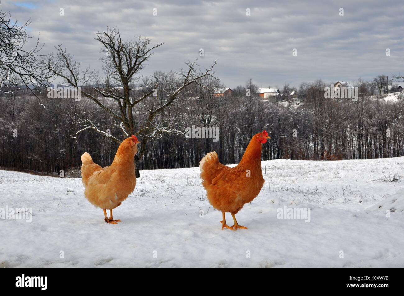 Walking chickens hi-res stock photography and images - Alamy