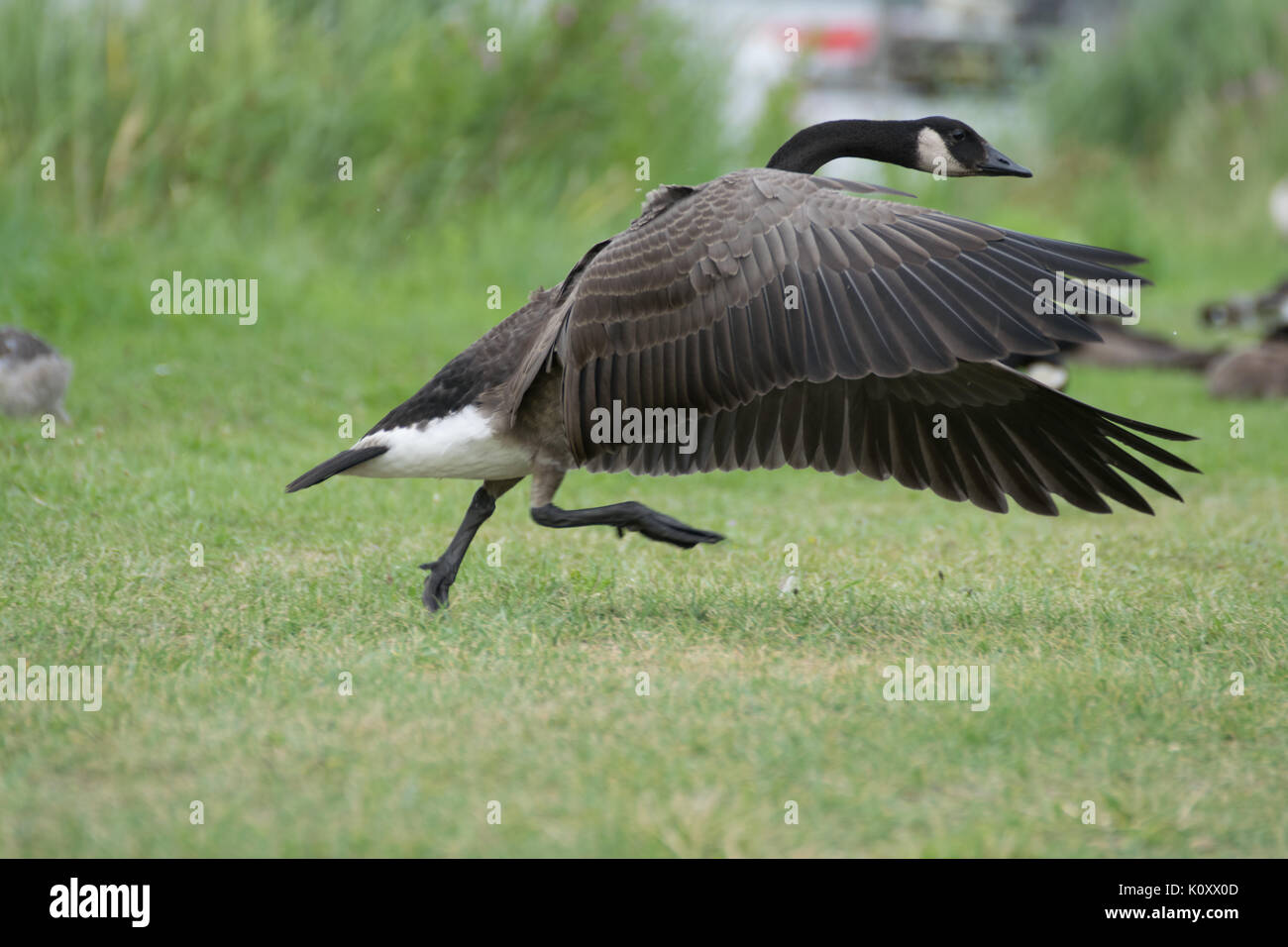 Brown goose with spread wings Stock Photo - Alamy