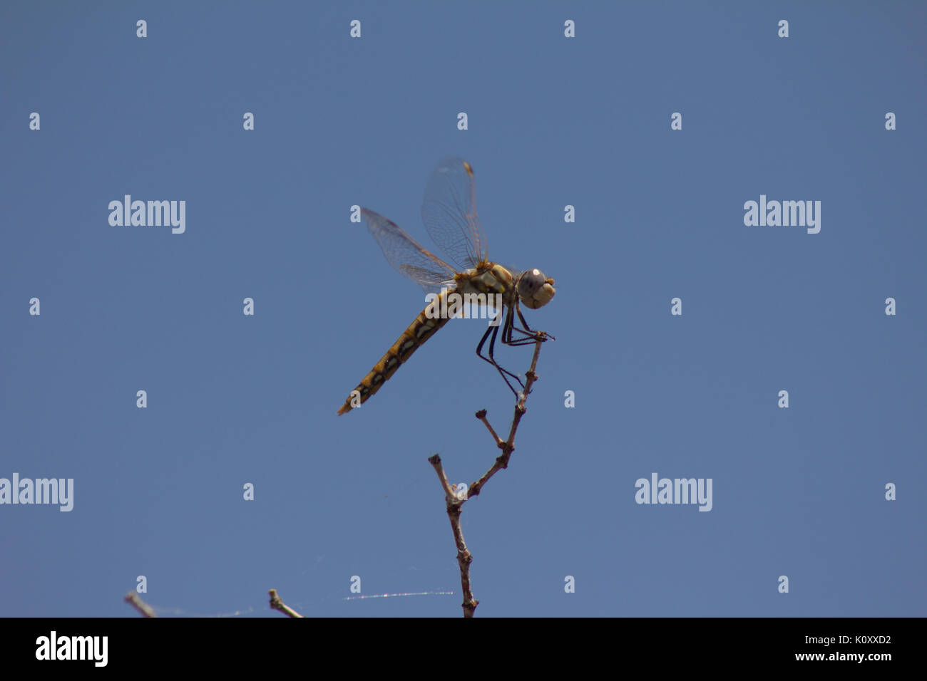 Dragonfly species nevada hi-res stock photography and images - Alamy
