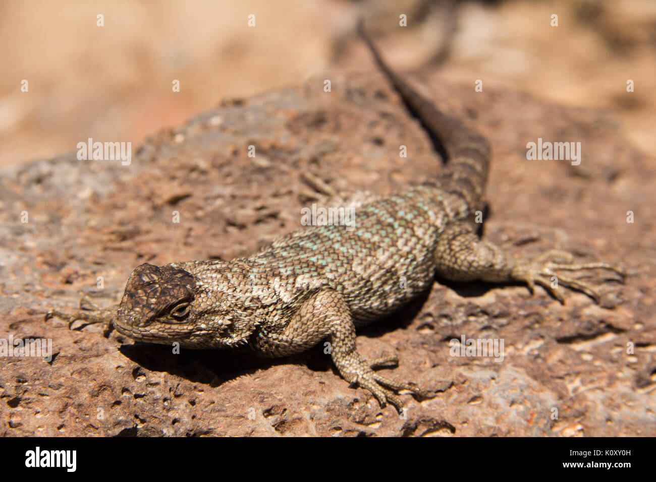 Lizards in nevada hi-res stock photography and images - Alamy