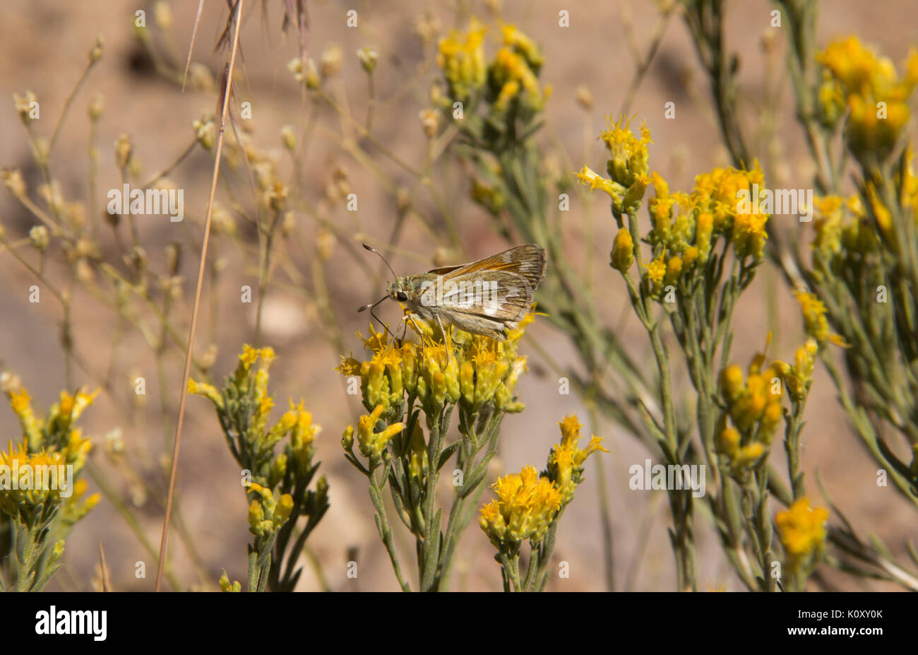 A brown Skipper Butterfly on yellow flowers in the Nevada Desert Stock ...