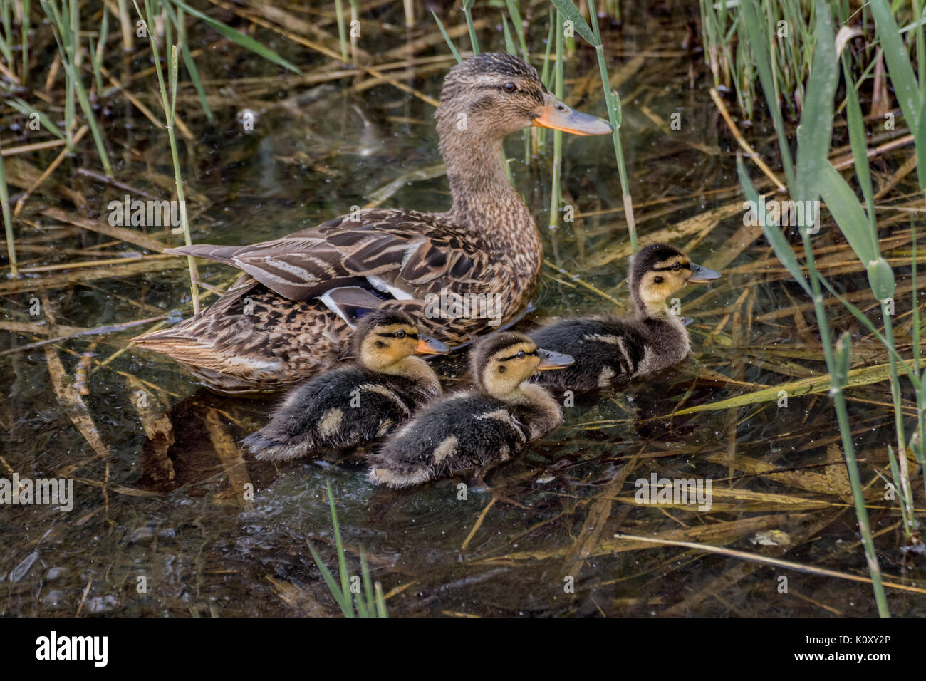 Duck with ducklings Stock Photo - Alamy
