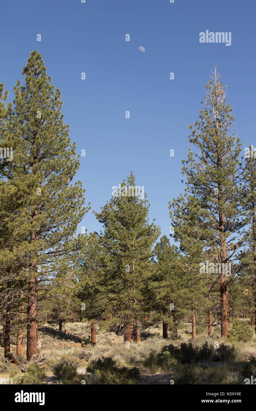 Moon Inbetween Trees High Resolution Stock Photography and Images - Alamy