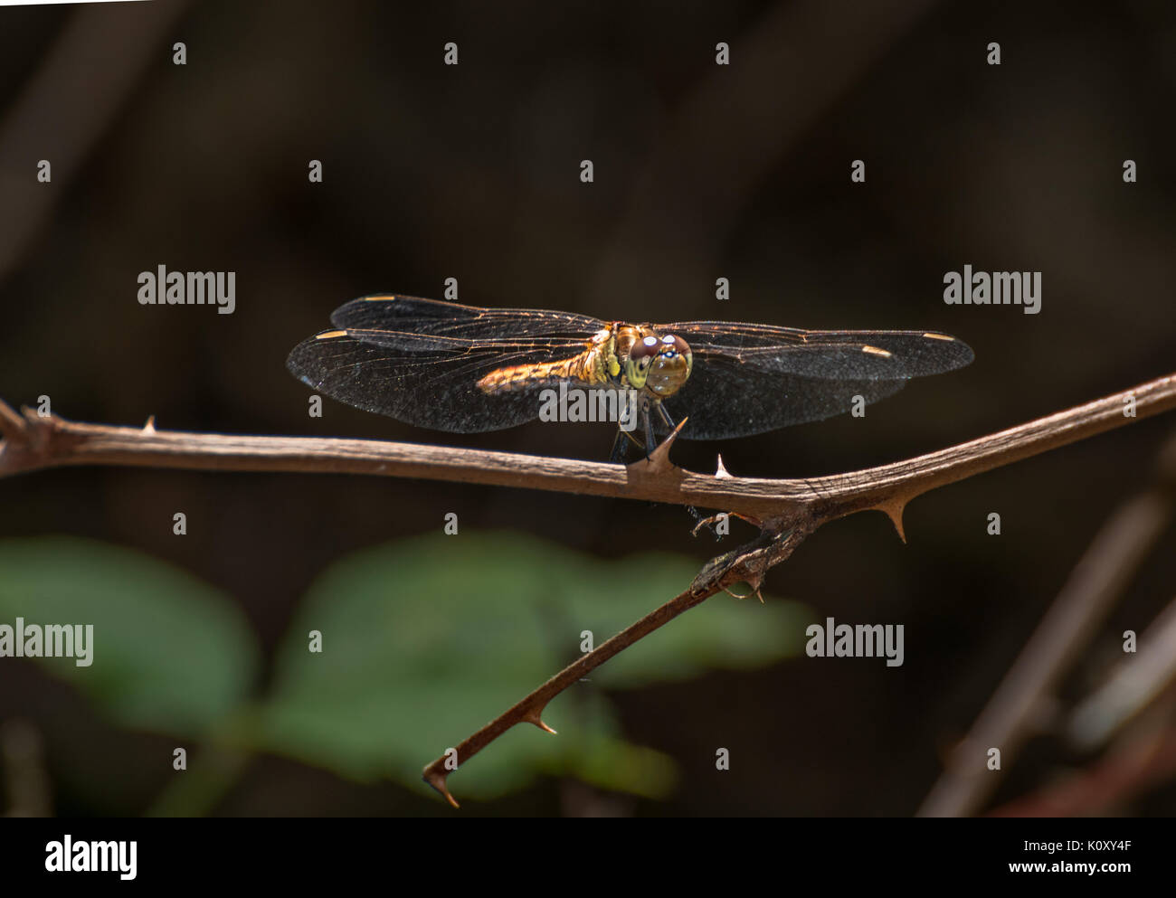 Big dragonfly hi-res stock photography and images - Alamy