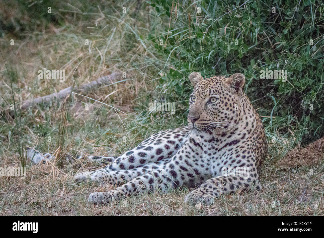 A Leopard laying in the grass in the Sabi Sand Game Reserve, South ...
