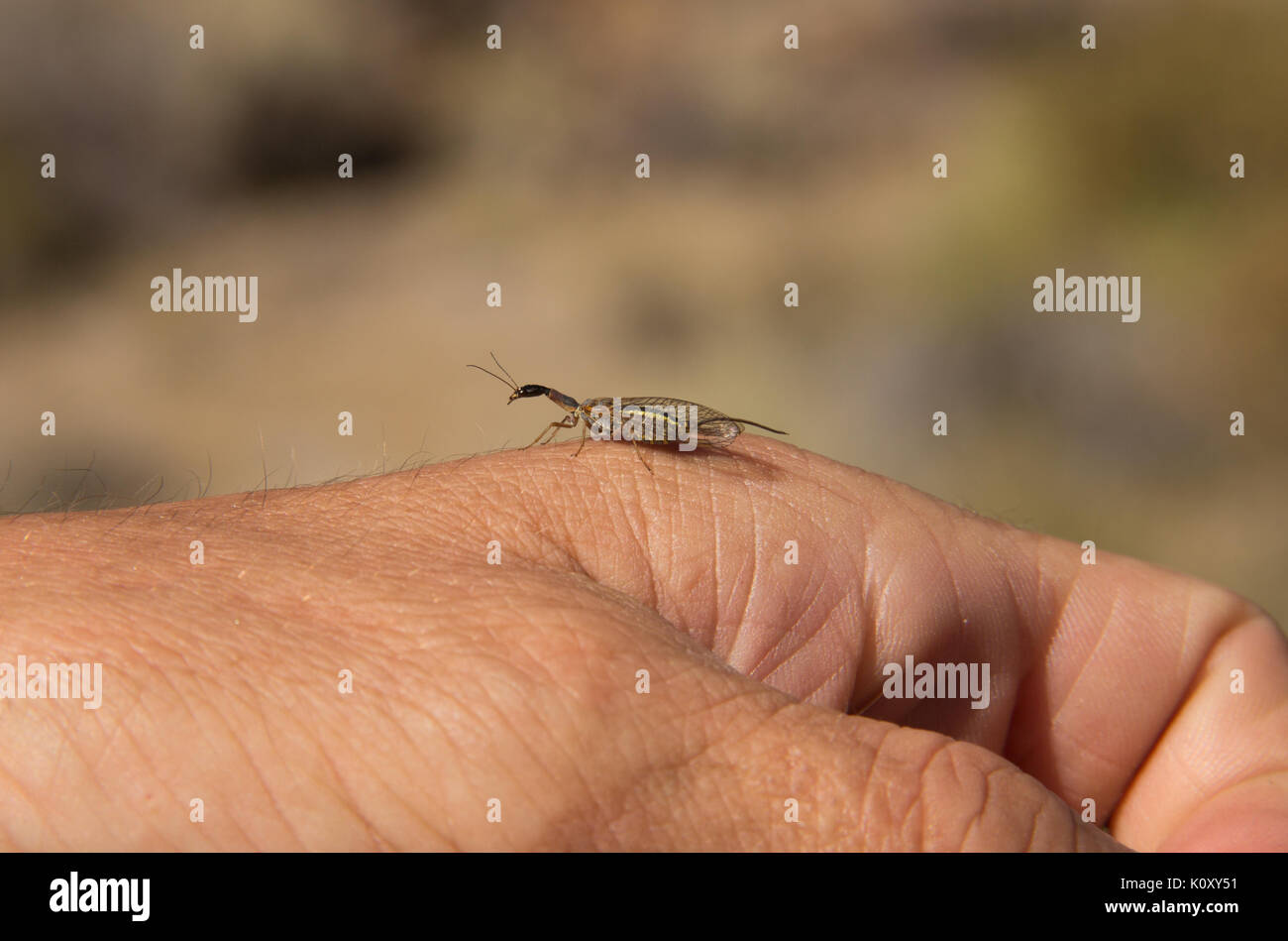 A Snakefly (Raphidiidae) held on a hand Stock Photo - Alamy