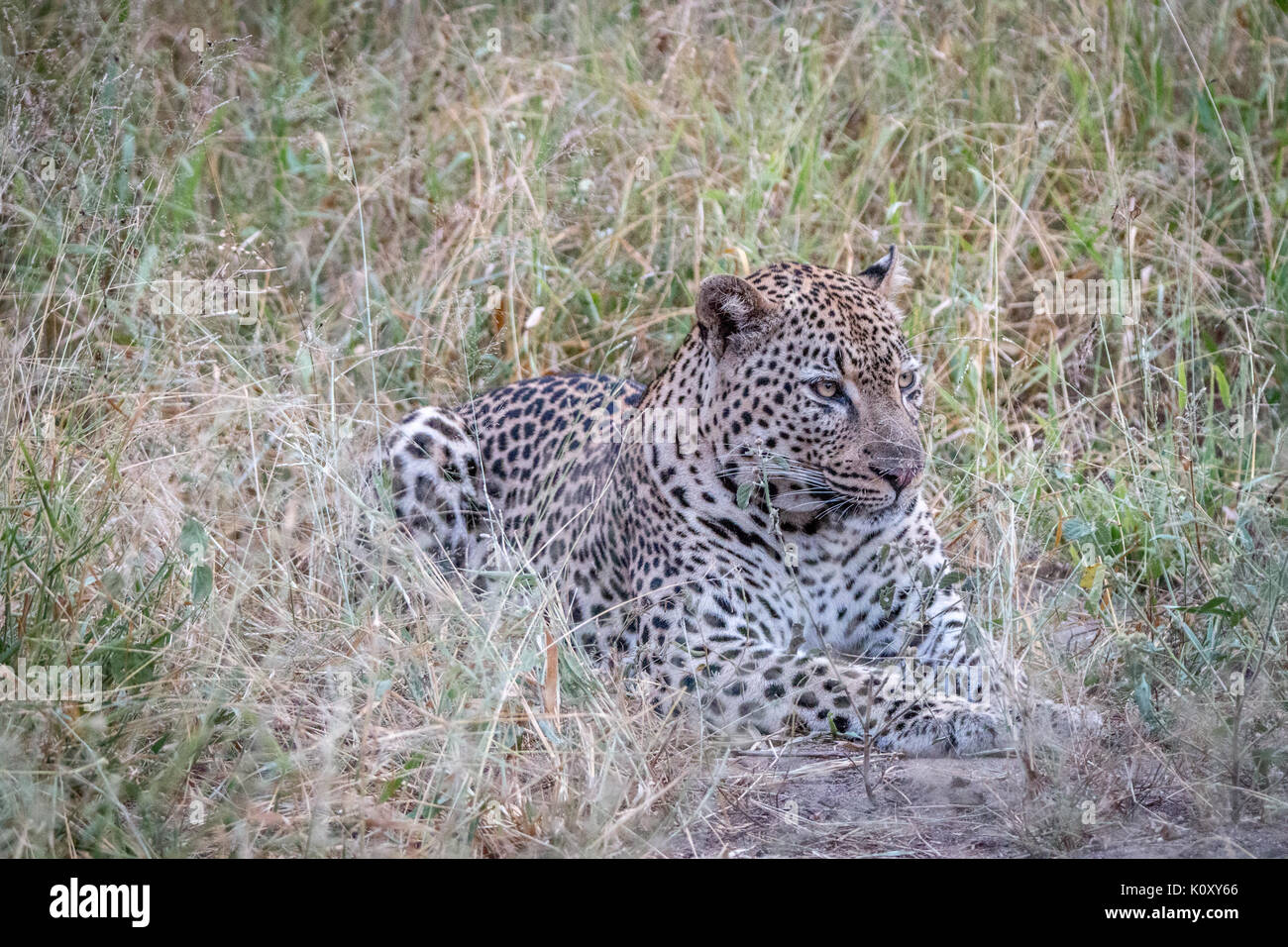 A Leopard laying in the grass in the Sabi Sand Game Reserve, South ...