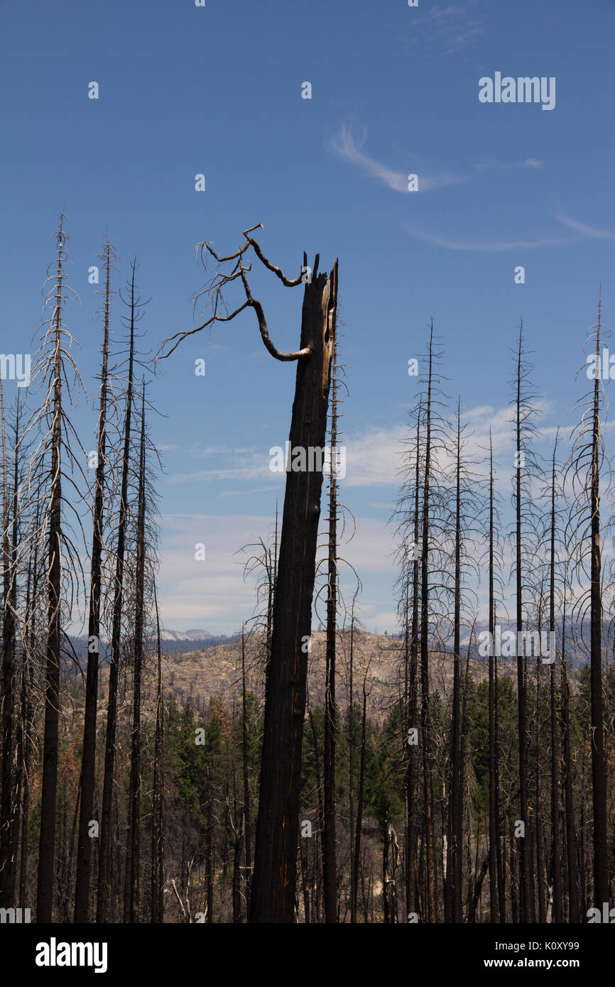 A burnt tree trunk standing amongst the remains of a controlled burn ...