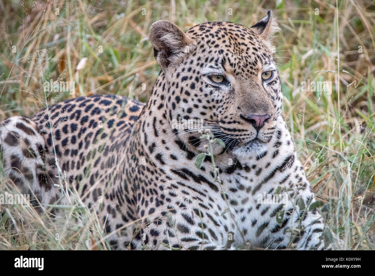 A Leopard laying in the grass in the Sabi Sand Game Reserve, South ...