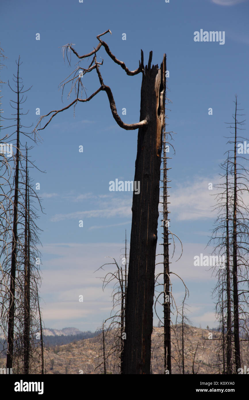 Burnt tree hi-res stock photography and images - Alamy