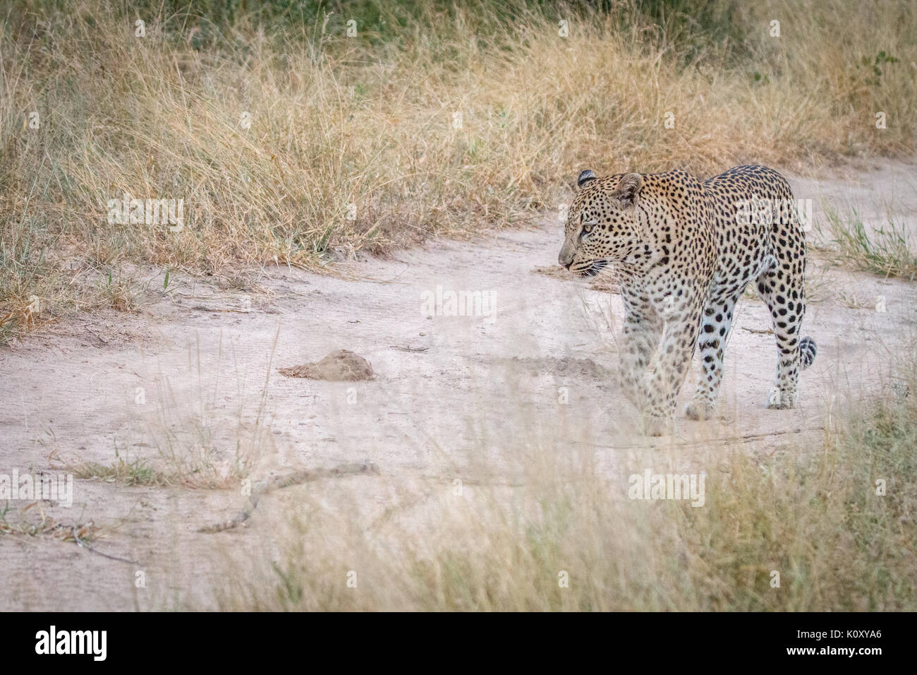 A Leopard walking on the road in the Sabi Sand Game Reserve, South ...