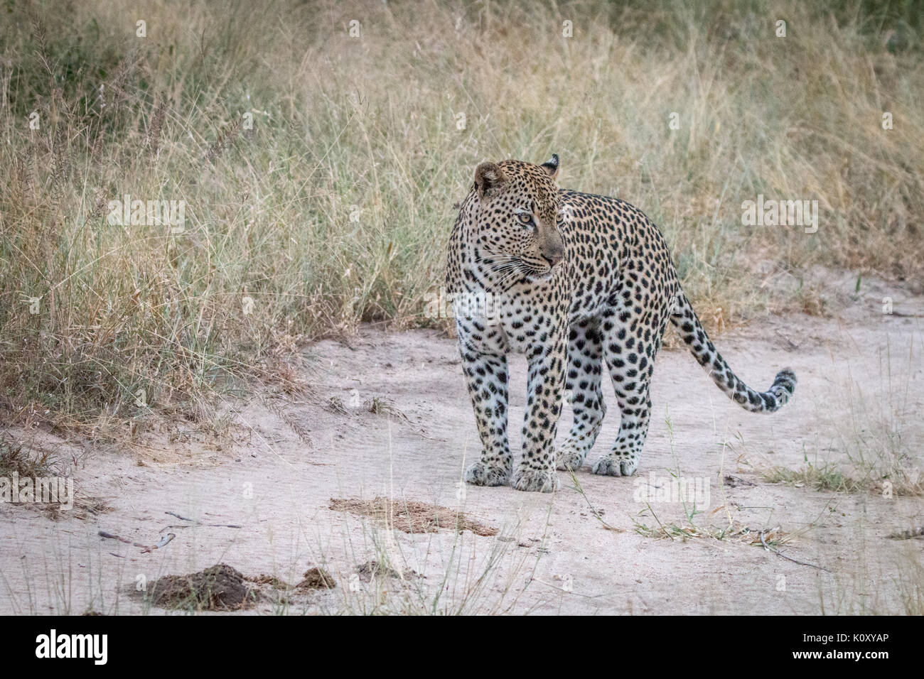 A Leopard walking on the road in the Sabi Sand Game Reserve, South ...